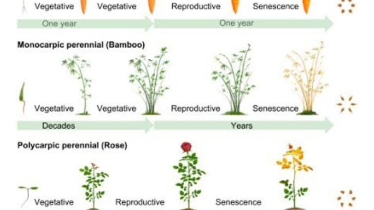 Annual and Perennial Crops: Characteristics, Benefits, and Best ...