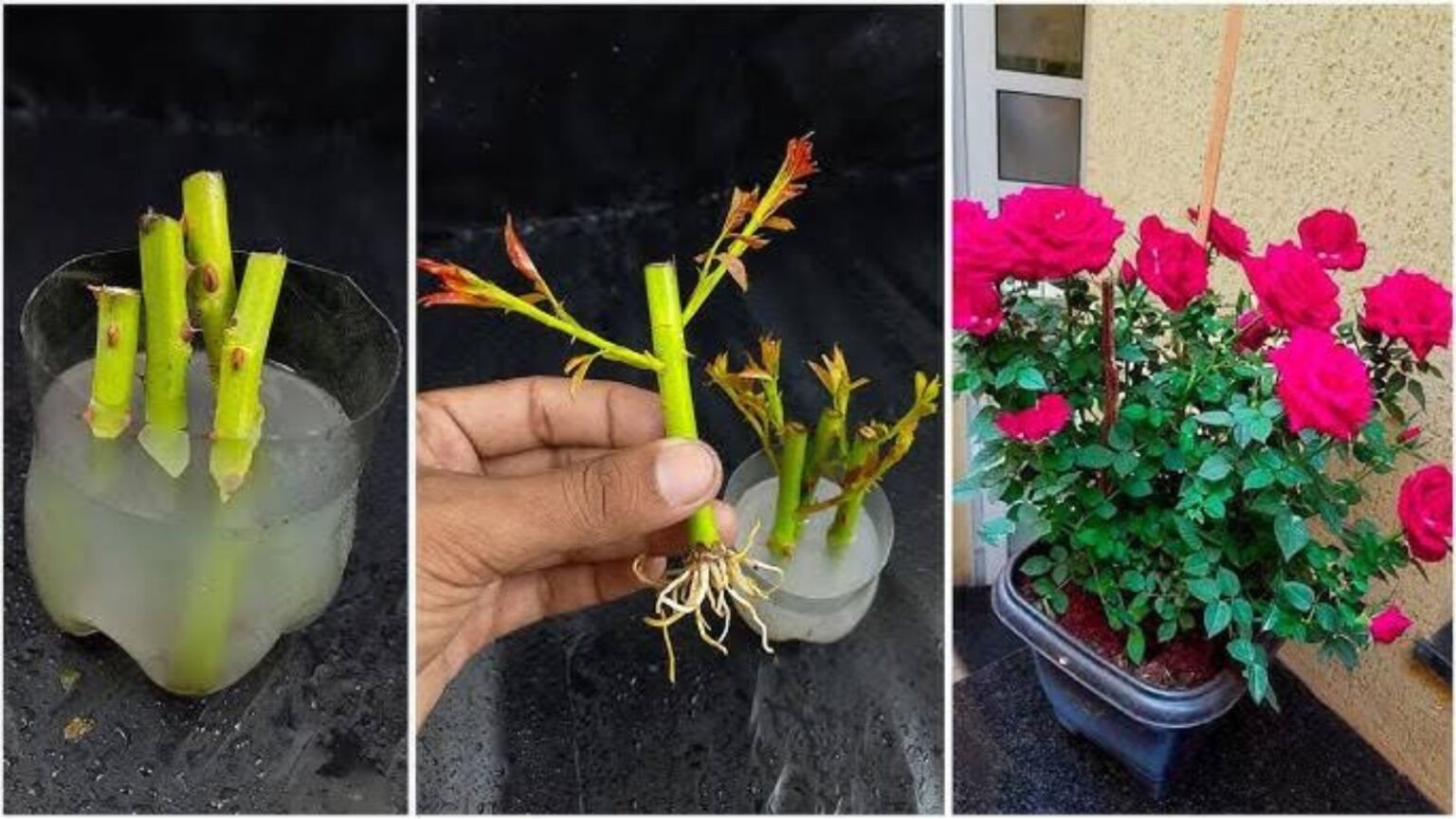 The Ultimate Guide to Growing Roses from Cuttings: A Simple and ...