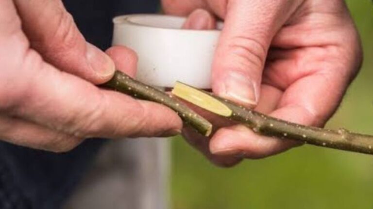 Mastering the Art of Grafting: How to Successfully Graft Fruit Trees - Natural Garden Tips