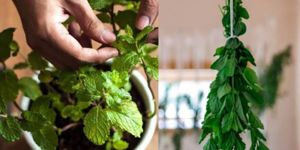 Why You Should Put a Peppermint Plant by Your Front Door – The ...