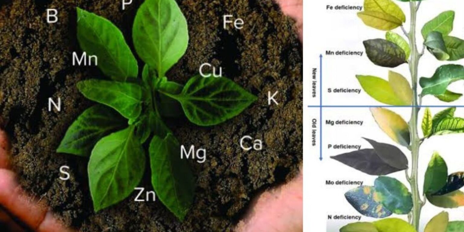 How to Identify and Correct Nutrient Deficiencies in Your Plants: A ...