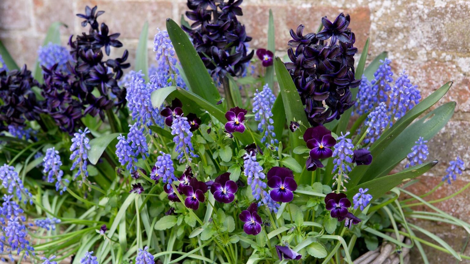 Caring for Grape Hyacinths After Flowering: A Complete Guide - Natural ...