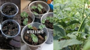The Ultimate Guide to Growing Okra from Seeds: Step-by-Step for a ...