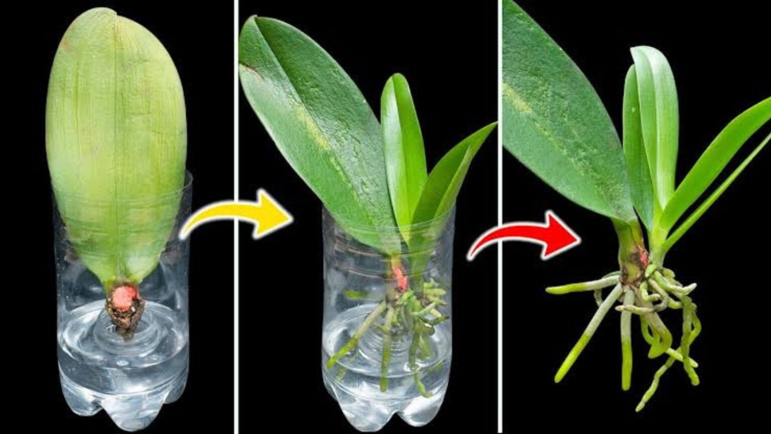 How to Propagate an Orchid from a Leaf: A Complete Step-by-Step Guide - Natural Garden Tips