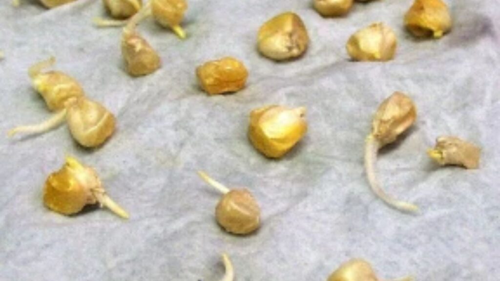 Pre-Germinating Seeds: A Head Start for a Thriving Garden - Natural ...