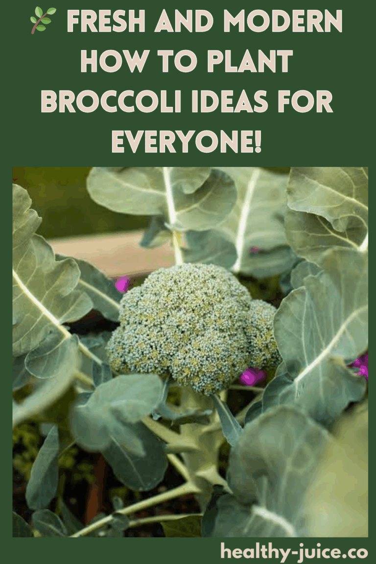 🌿 Fresh and Modern How to Plant Broccoli Ideas for Everyone! - Natural ...