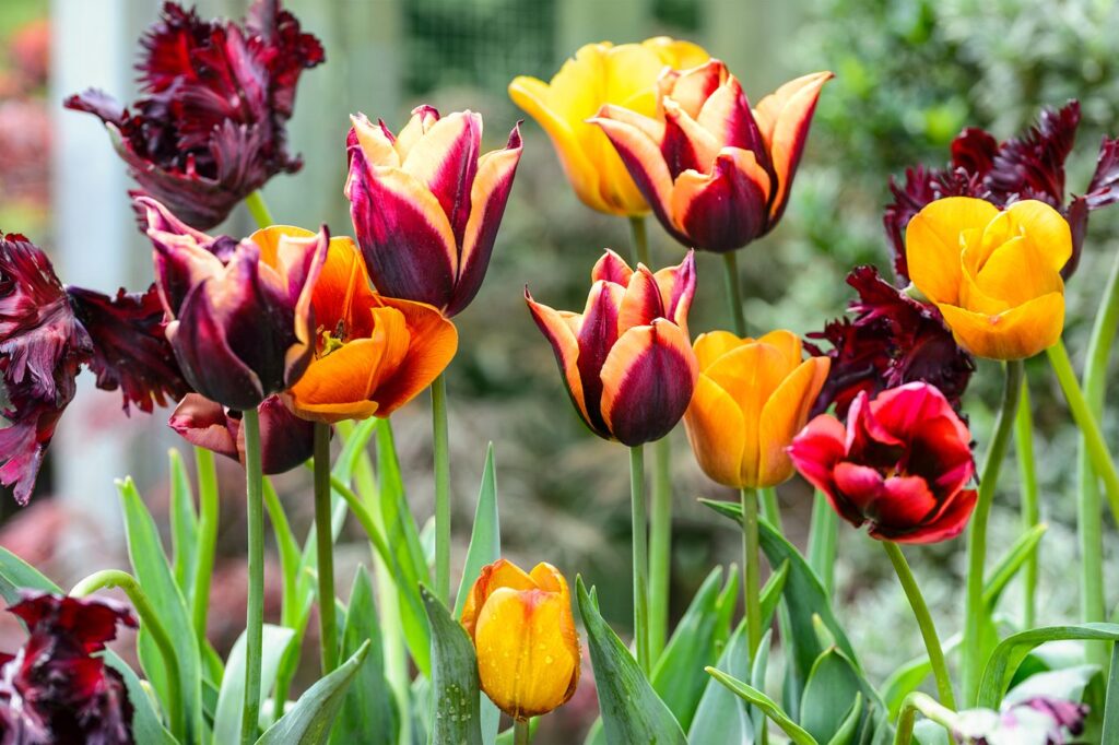 Must-Try how to plant tulips! - Natural Garden Tips