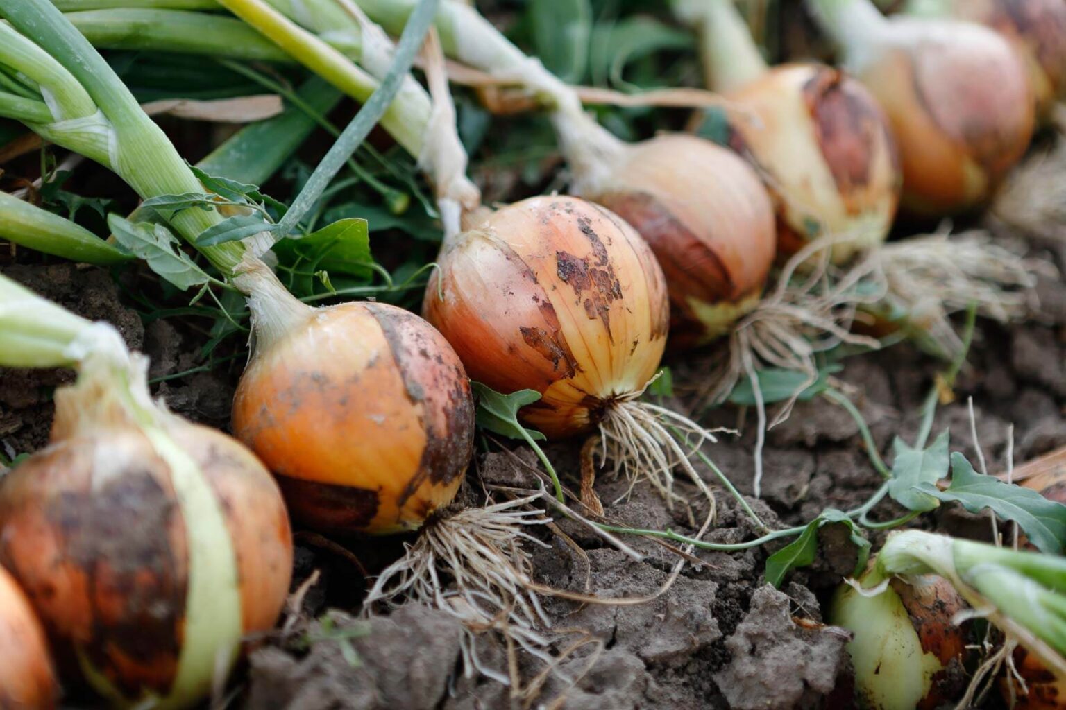 🌿 Fresh and modern how to plant onions ideas for everyone! - Natural ...