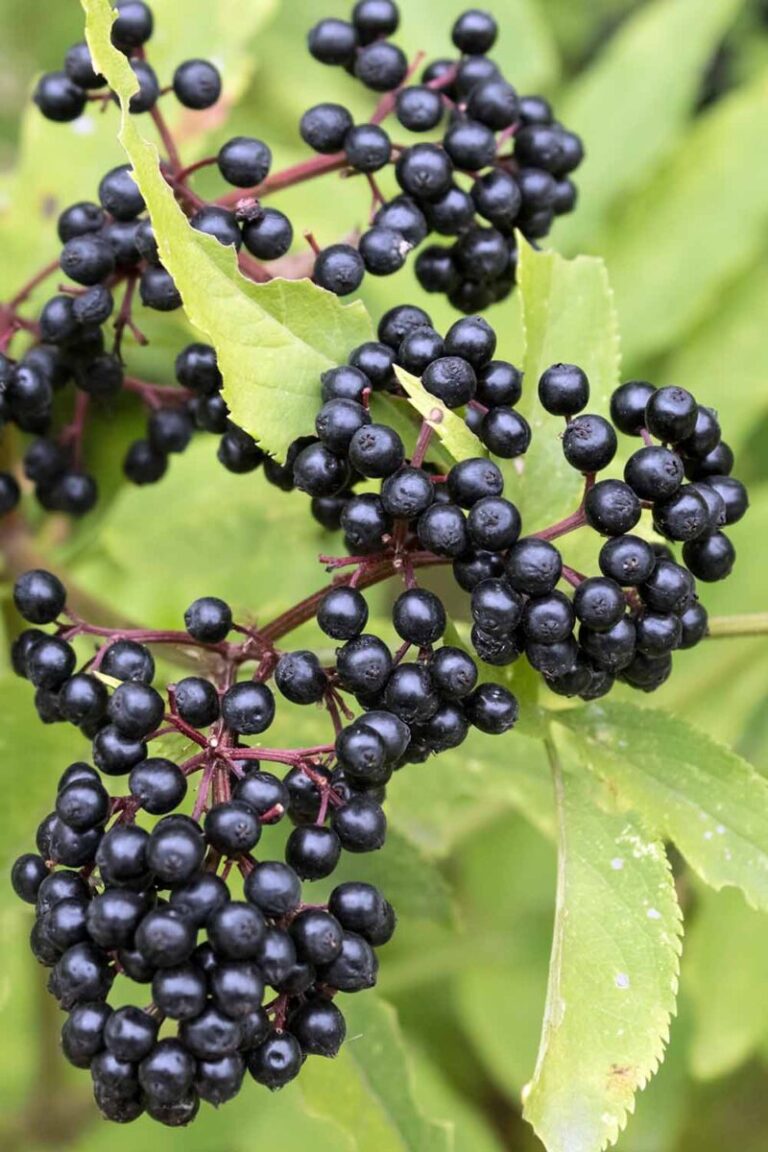 🍴 Discover how elderberry plant how to grow can change your space – try ...