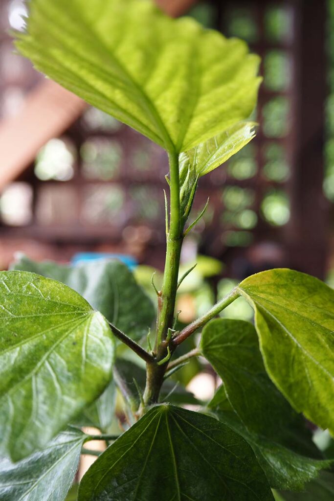 how to propagate hibiscus plant Like Never Before! - Natural Garden Tips