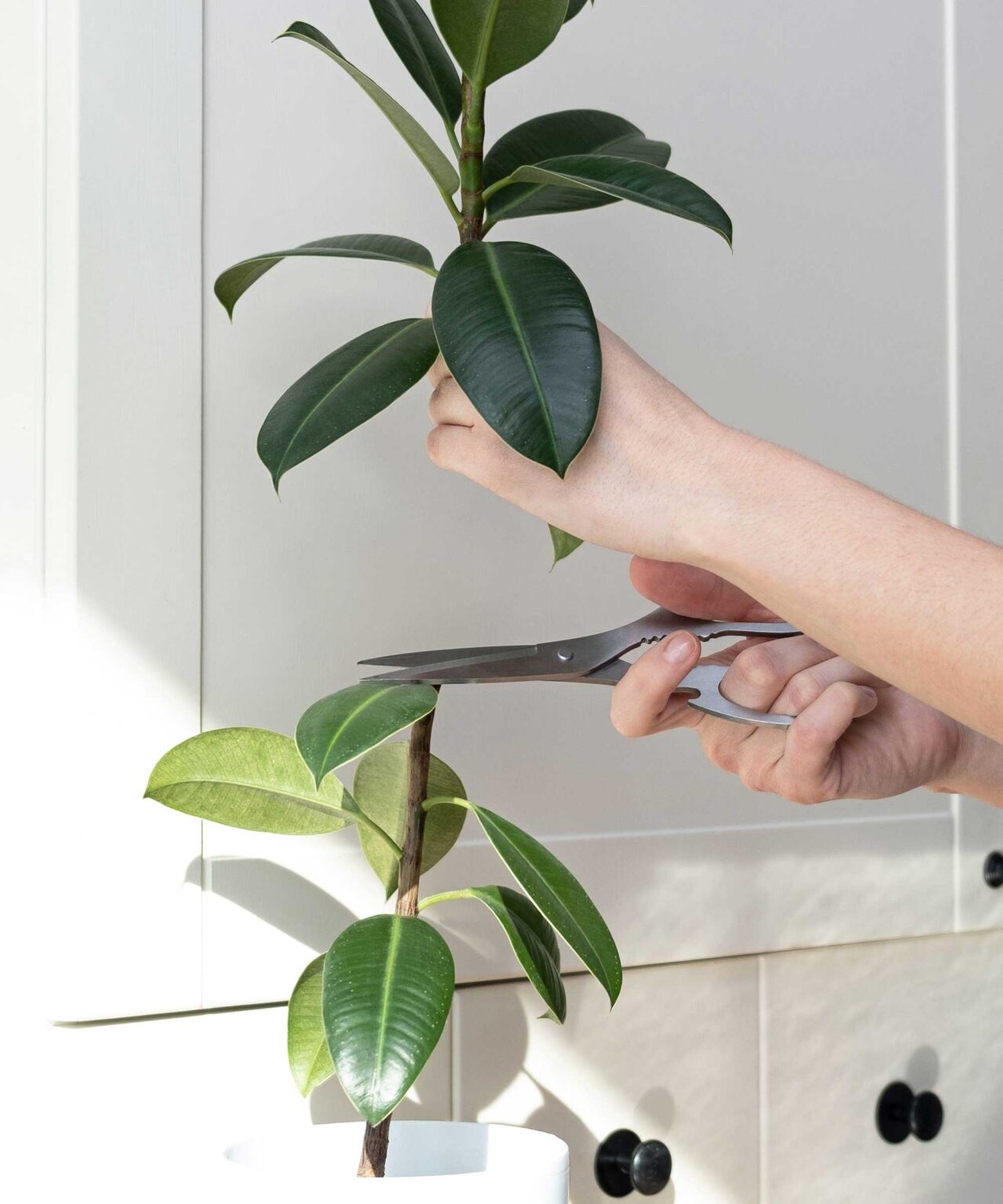 🍴 Discover how how to propagate rubber plant can change your space ...