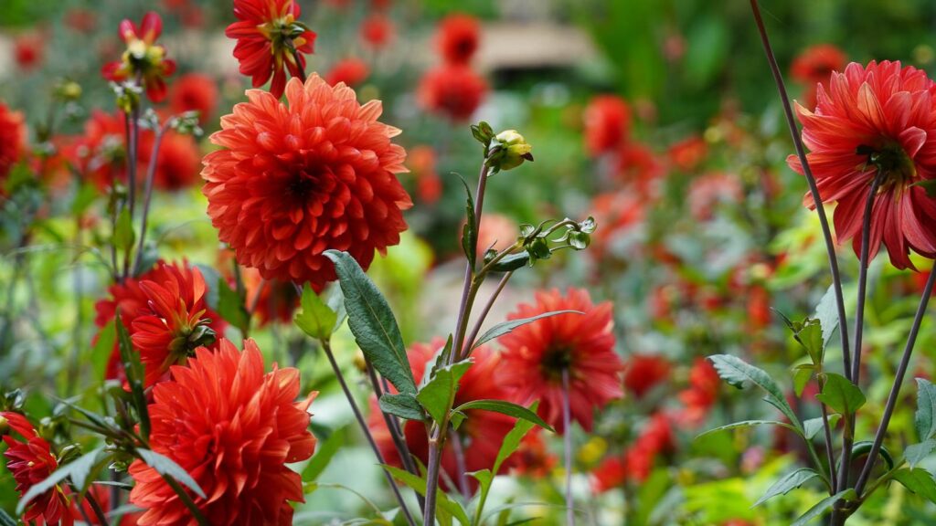 🔥 Top tips for dark red flowers – simple and effective! - Natural ...