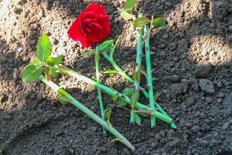 Must-Try how to plant roses from stems! - Natural Garden Tips
