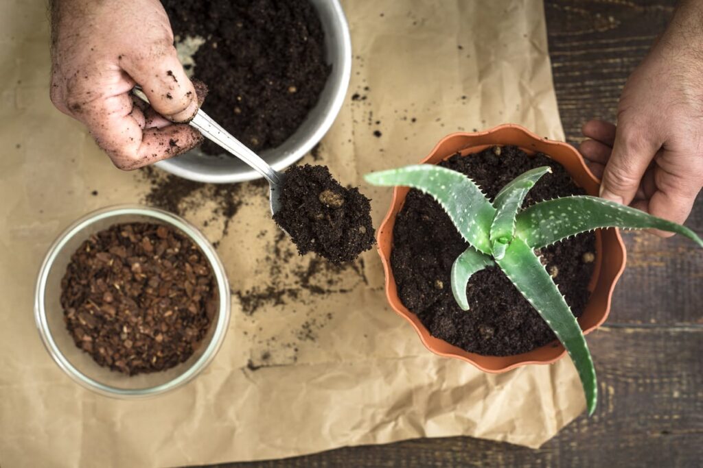 Grow smarter with How to repot aloe vera plant! - Natural Garden Tips