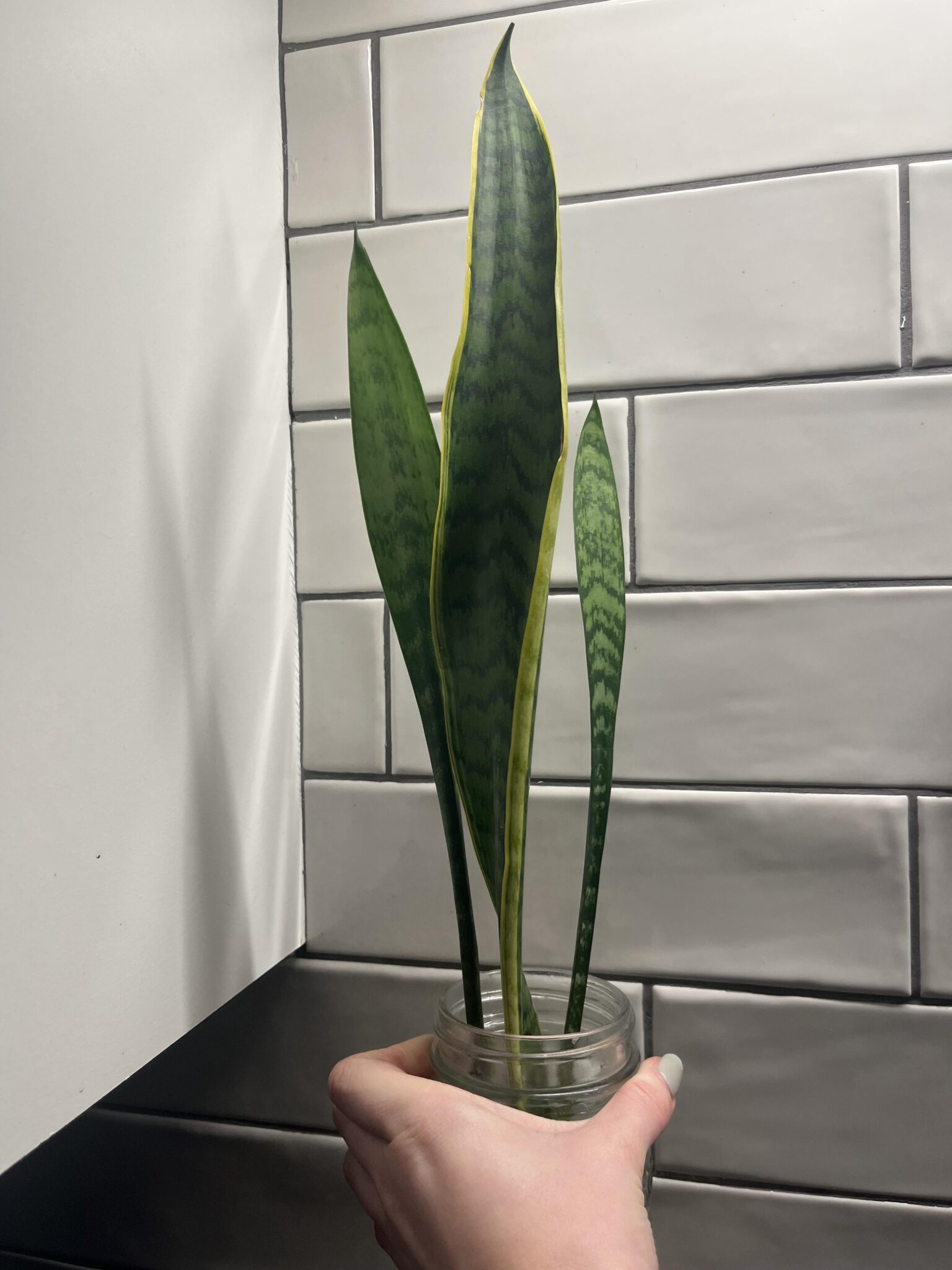 Grow smarter with How to repot a snake plant! - Natural Garden Tips