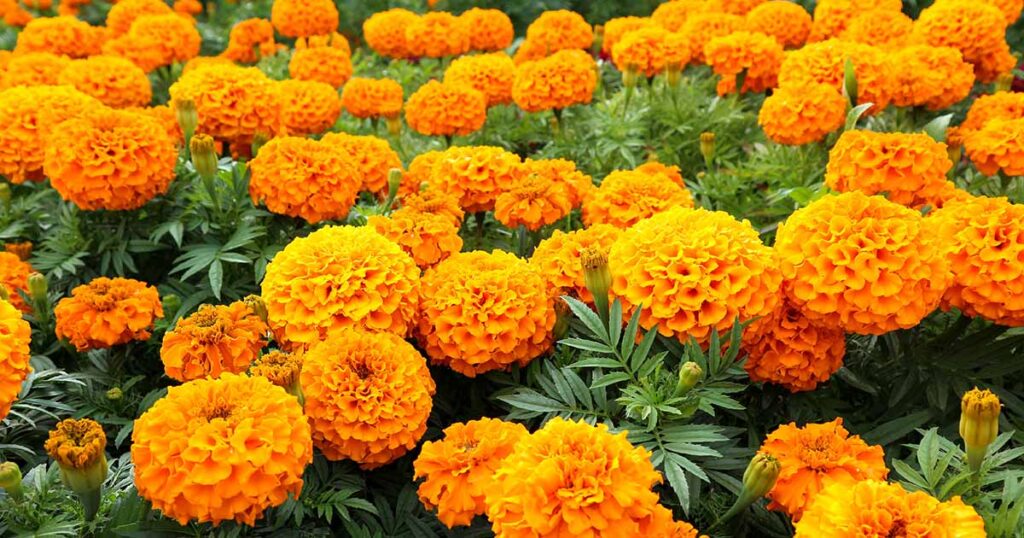 Learn the secret to How to plant marigold seeds! - Natural Garden Tips