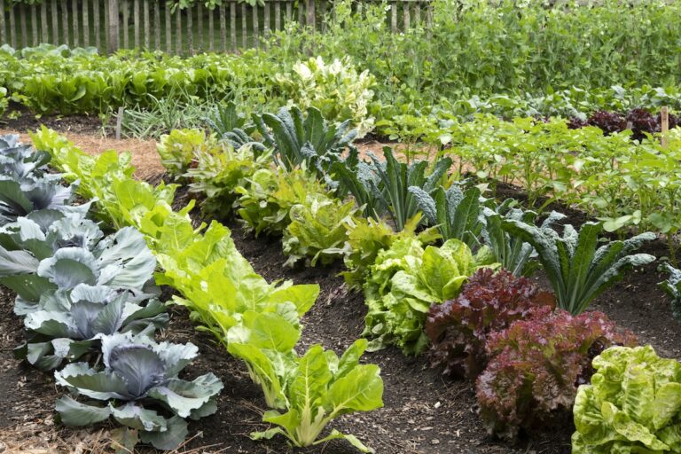 Simple tricks to How to plant vegetables successfully! - Natural Garden ...