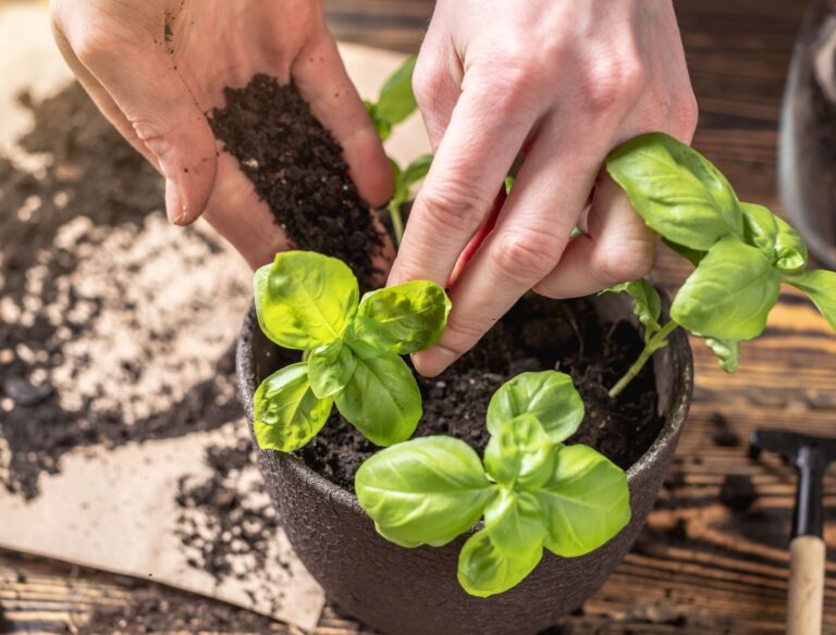 Grow smarter with How to plant basil! - Natural Garden Tips