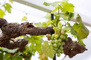 Boost Your how to plant grapes! - Natural Garden Tips
